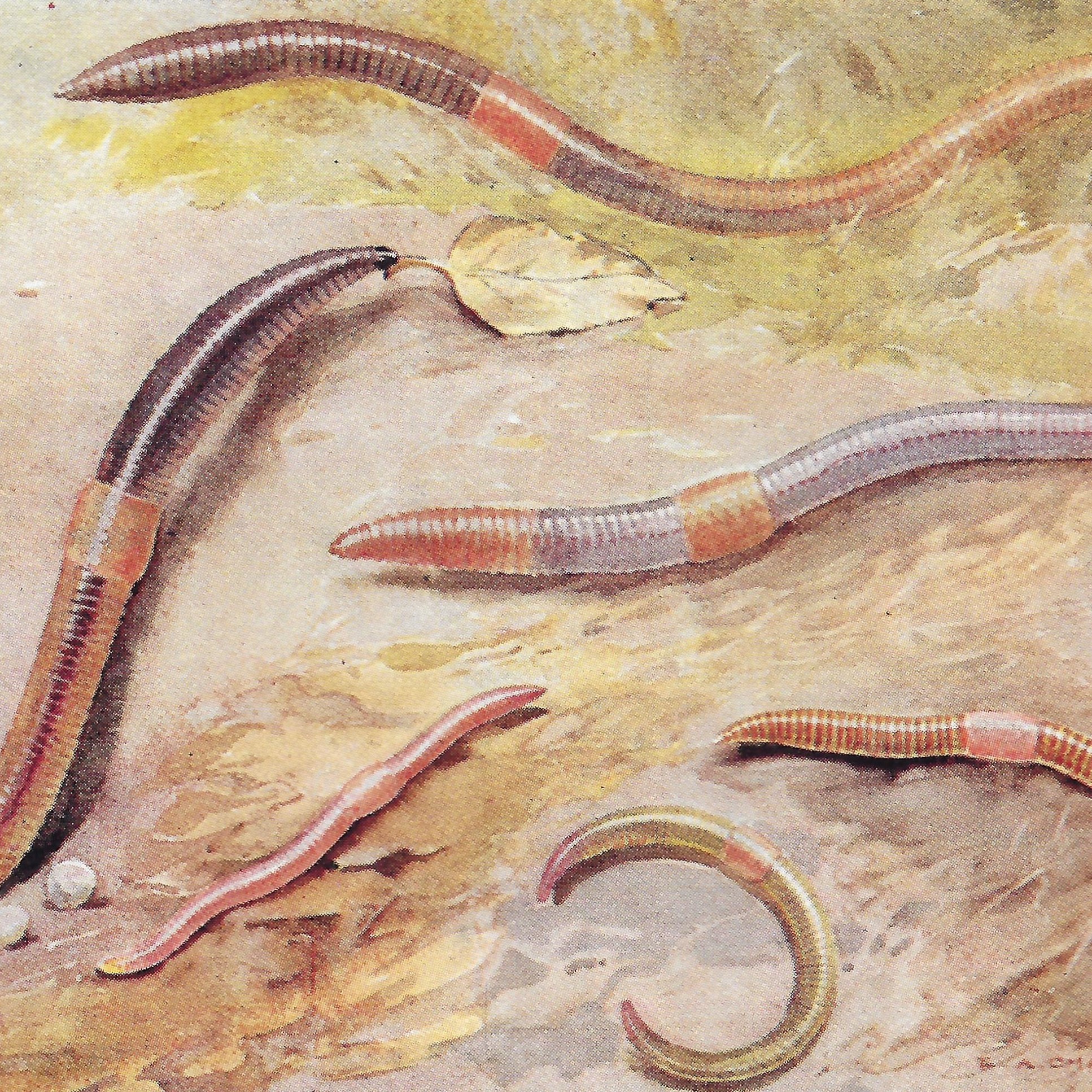 New Online Earthworm Course | Earthworm Society of Britain