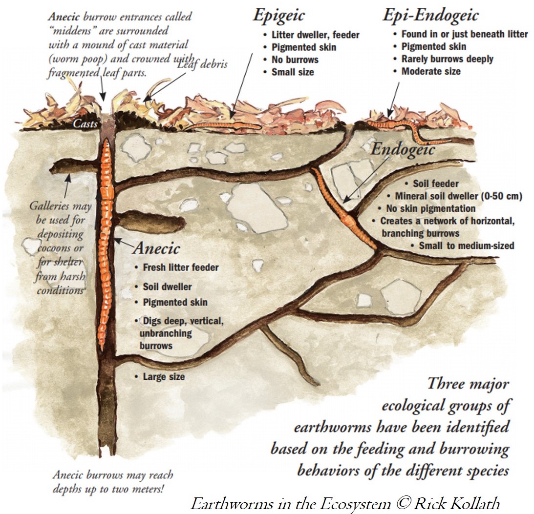 Earthworm Ecology | Earthworm Society of Britain