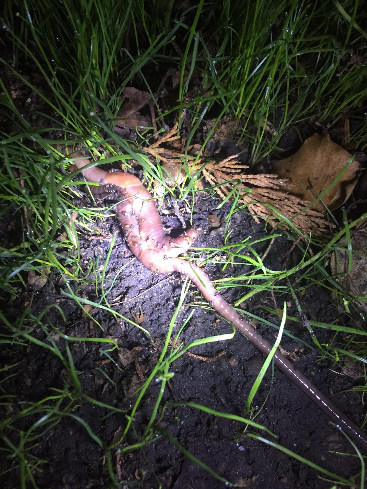 Life cycle of an earthworm | Earthworm Society of Britain