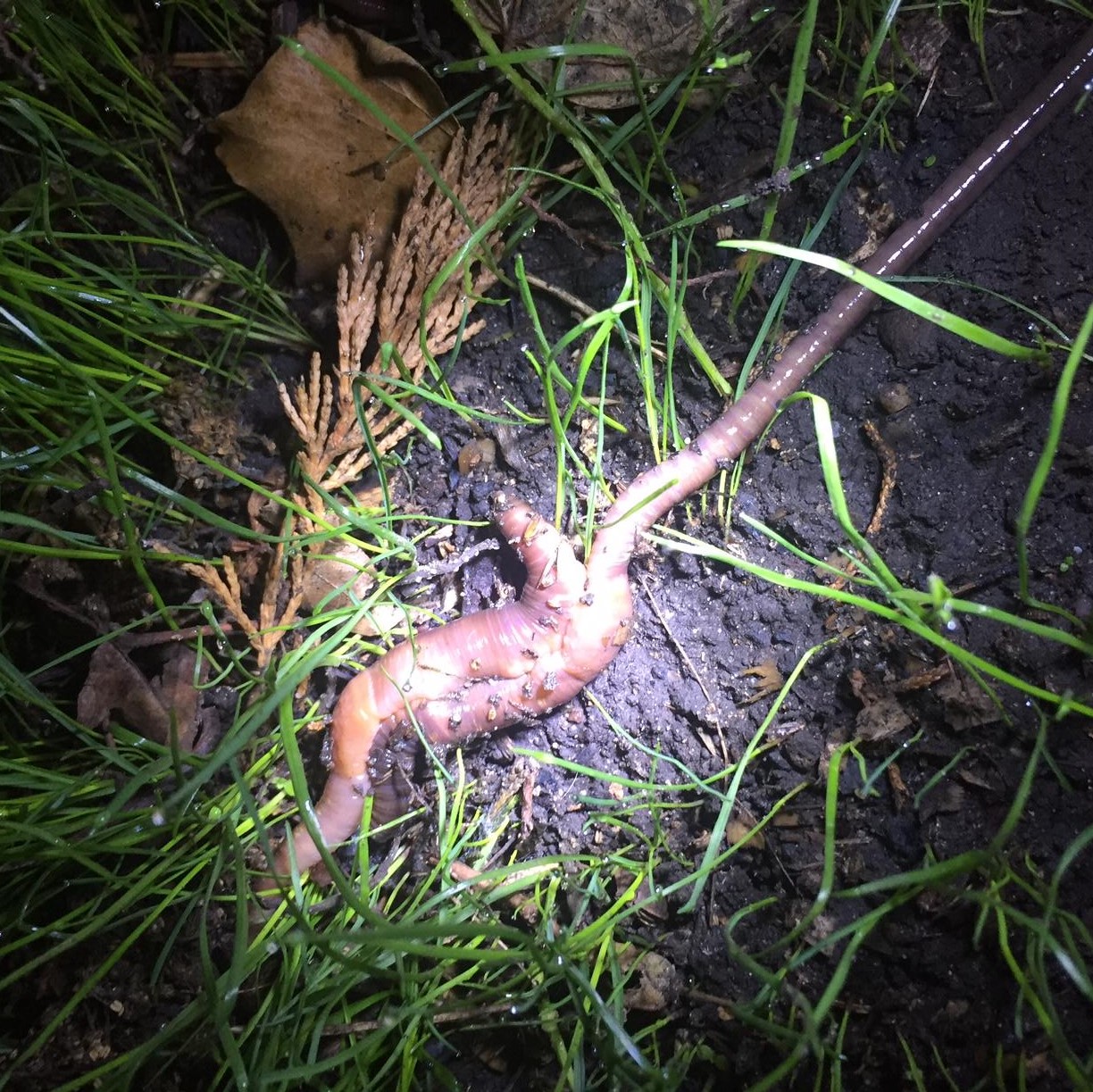 New Online Earthworm Course | Earthworm Society of Britain
