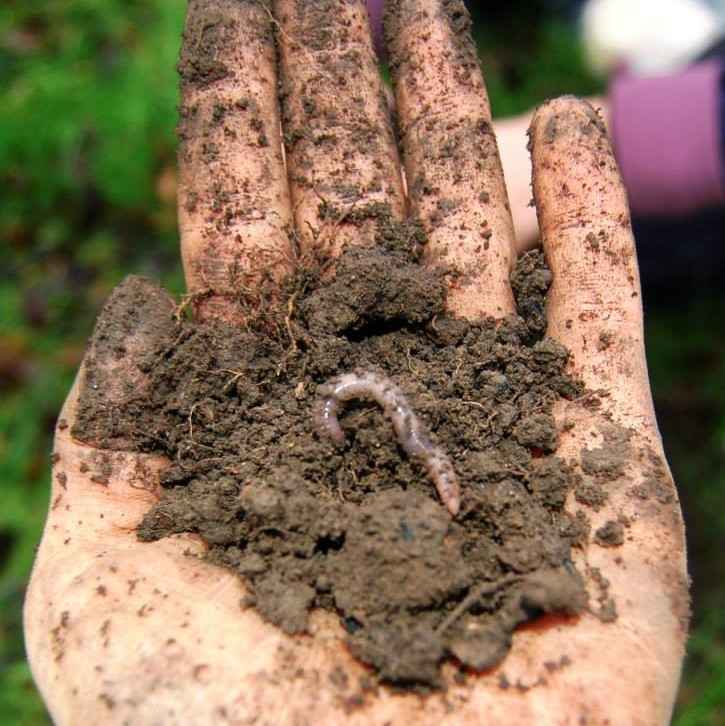 New Online Earthworm Course | Earthworm Society of Britain